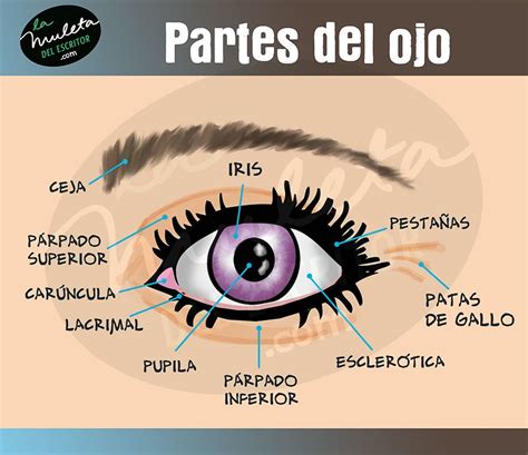 Partes Del Ojo Humano Onsi