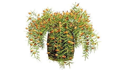 Lotus Vine 3d Model Flippednormals