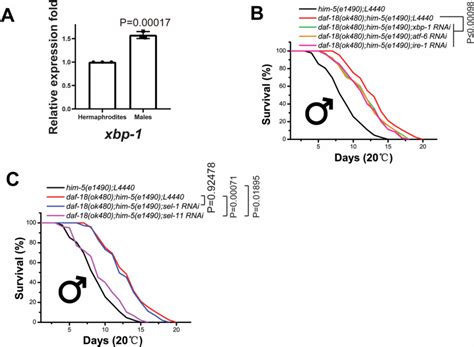Male Sex Determination Maintains Proteostasis And Extends Lifespan Of