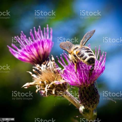 머리에 더듬이 유럽 꿀 꿀벌 Apis Mellifera 엉 겅 퀴 꽃에 앉아의 세부 몸은 꽃가루의 가득 차 있다 0명에 대한