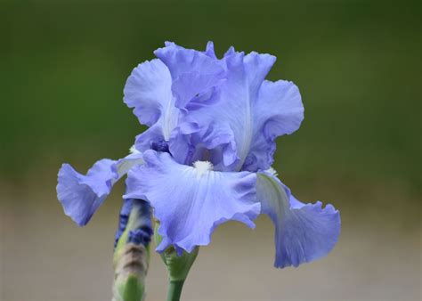 Iris Symbolism What This Flower Means Symbolscholar