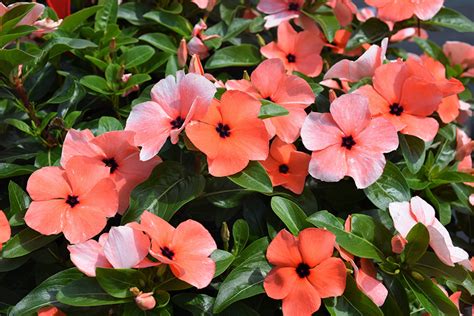 Tattoo Orange Vinca Catharanthus Roseus Pas1517061 In Naperville Aurora Batavia Oswego