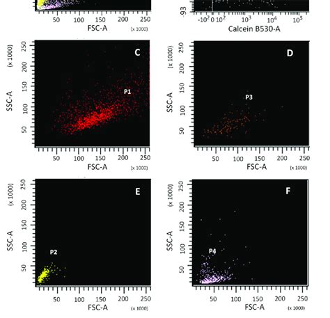 Flow Cytometry Analysis Of Cell Viability Of Digested Cartilage Cell Download Scientific