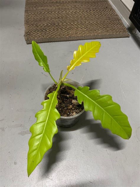 Juvenile Philo Golden Sawgolden Croc Furniture And Home Living