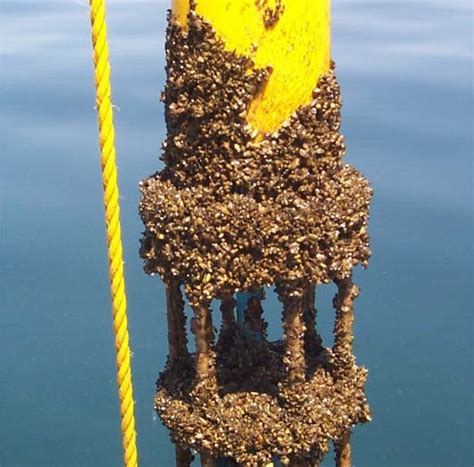 Biofouling Wikiwand