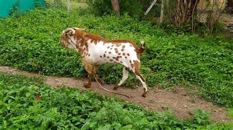 Barbara Bakra For Sell Youtube