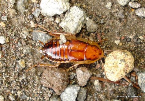 Phil Bendle Collectioncockroach Native Bush Celatoblatta Spp