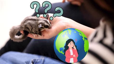 Sugar Gliders Legality Guide To All 50 Us State Laws Australia And