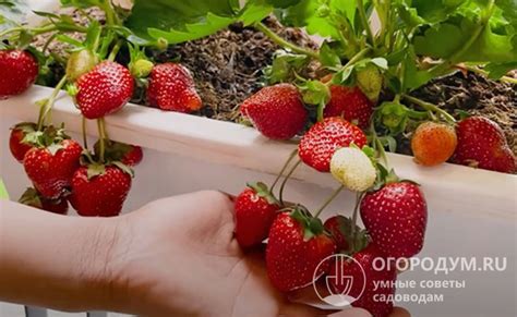 Выращивание клубники в домашних условиях круглый год: пошаговая ...