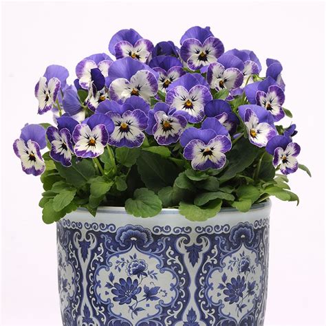 Viola Sorbet Xp Delft Blue Les Serres Michel Van De Walle Inc