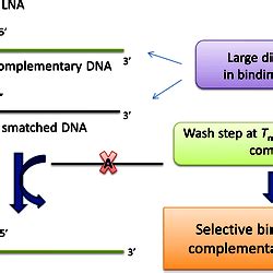 Main Principle Of DNA Detection By Short LNA DNA Capture Probes On Solid Support