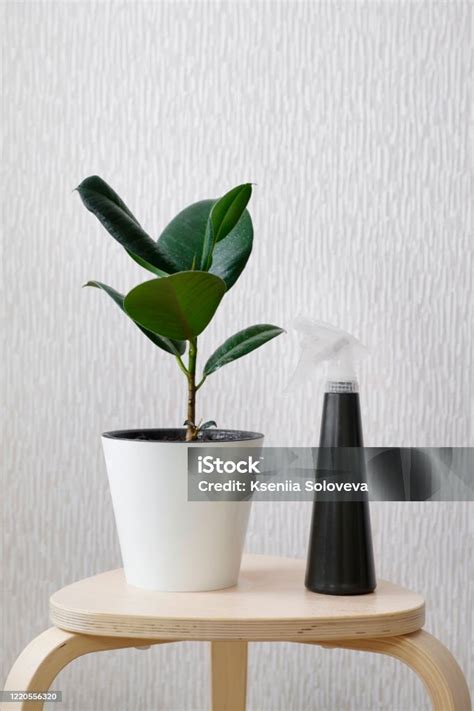 밝은 배경에 나무 의자에 흰색 화분과 검은 색 스탠드에 선인장 탄성 식물 고무 나무 Ficus Elastica 식물 최소한의 창조적 인 가정 장식 개념 정원 방과 현대적인