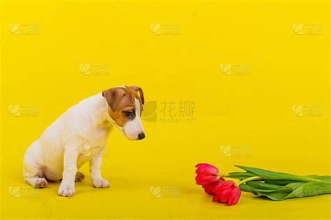 黄色背景下，一只顺从的狗坐在一束红色郁金香旁边。浪漫的小狗杰克罗素梗在情人节向情侣们表示祝贺，并送去