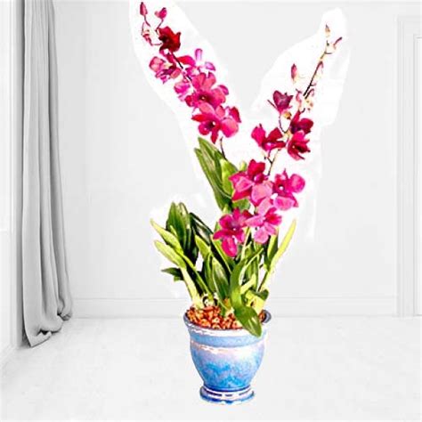 Dendrobium Orchid Orchid Plant Delivery Philippines