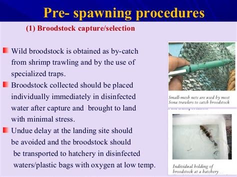 Broodstock And Hatchery Management Of Penaeus Monodon