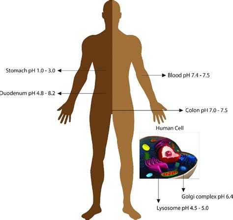 Ph Values In Several Healthy Tissues And Cell Compartments Download
