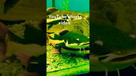 Youtube Stots Video Youtube