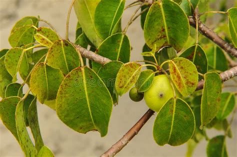 The Deadly Manchineel Tree And Apple Fruit Stock Image Image Of Park