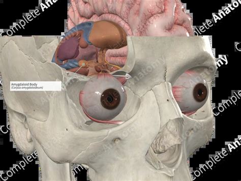 Amygdaloid Body Complete Anatomy