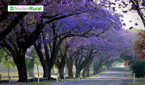 Jacarandas Desencadenan Desequilibrio En Ecosistema Urbano Nucleo Rural