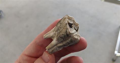 Rock Bone Album On Imgur