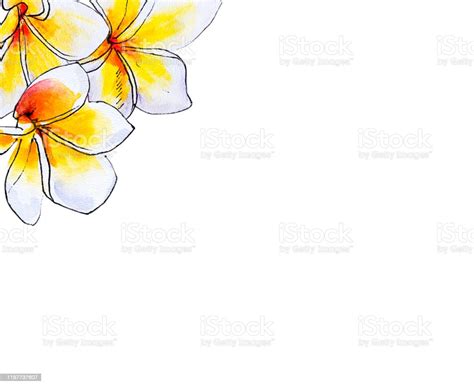 흰색 깃털 꽃에서 아름 다운 코너 프레임입니다 Frangipani 수채화 그림입니다 0명에 대한 스톡 벡터 아트 및 기타 이미지