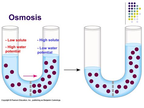 Chapter 3 Movement Of Substances Lesson 1 Diffusion And Osmosis Ppt