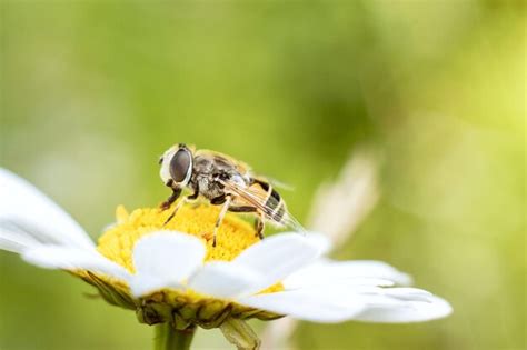 Premium Photo Hoverfly Fly Syrphidae On A Chamomile Flower Closeup Macro