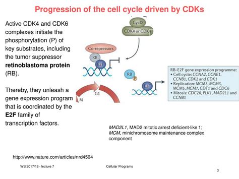 V7 Cdk Inhibitors Cancer Is Characterized By Aberrant Cell Cycle