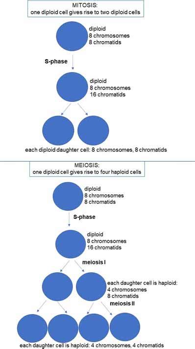 While Human Body Cells Have 46 Chromosomes Fruit Fly Body 49 Off