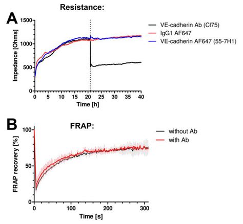 Real Time Imaging Of Endothelial Cell Cell Junctions During Neutrophil Transmigration Under