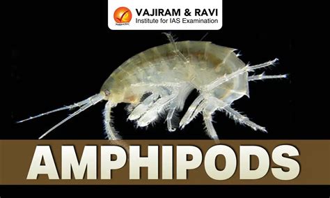 Amphipods Discovery Habitats Latest News