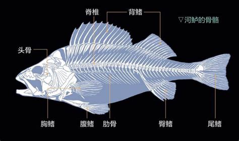鱼骨头图片结构 鱼骨头图片图片素材 伤感说说吧