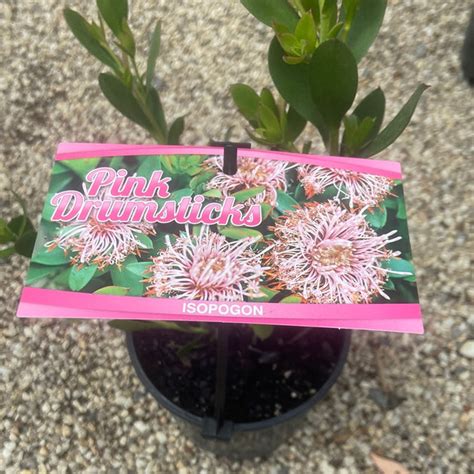 Isopogon Pink Drumsticks 140mm Great Ocean Road Nursery Abn 61 907