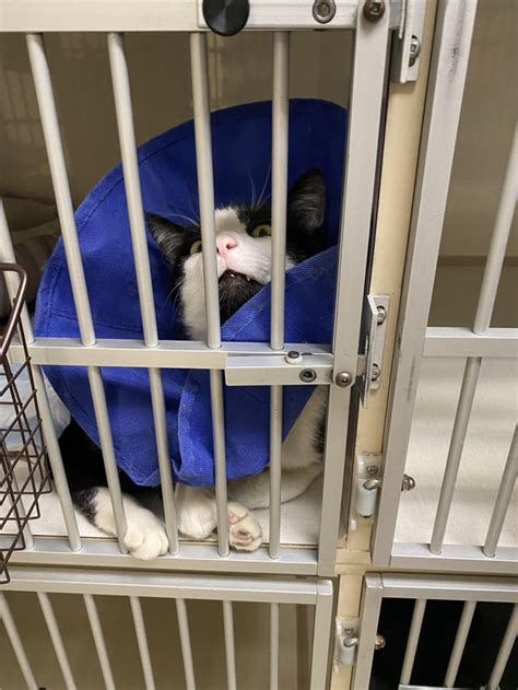 This Kitty Needs A Loving Home Can Anyone Help R Cats