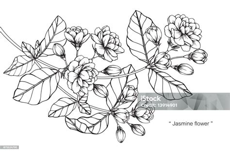 재 스민 꽃 그리기입니다 재스민에 대한 스톡 벡터 아트 및 기타 이미지 재스민 0명 검은색 Istock