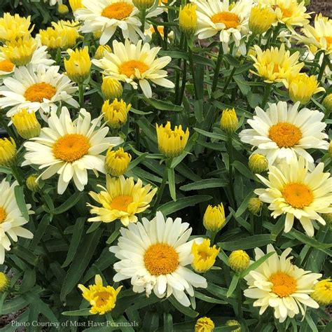Leucanthemum Sunshine Freak Shasta Daisy From Sandys Plants