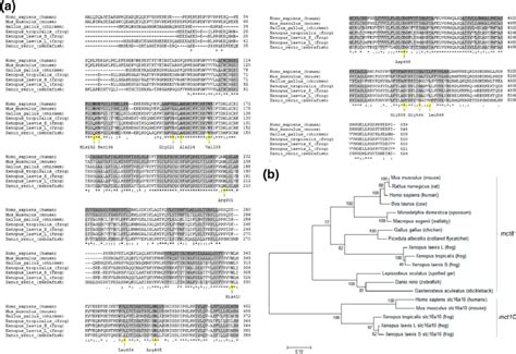 Evolutionary Analysis Of Thyroid Transporter Mct8 A Alignment Of
