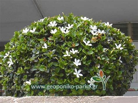 Ανθοφόροι θάμνοι Καρίσσα θάμνος Carissa Grandiflora