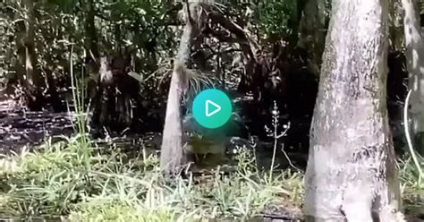 Absolute Unit This Album On Imgur