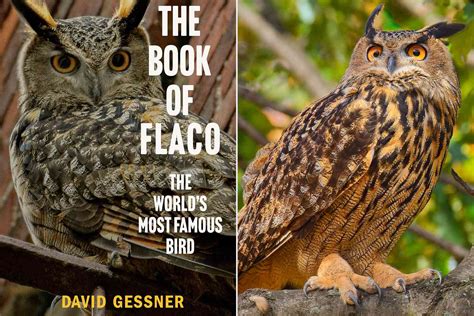 New Book On Flaco The Eurasian Eagle Owl Perched To Fly Onto Shelves