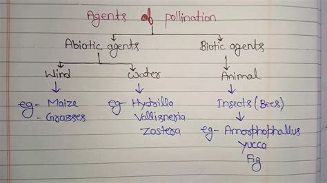 19agent Of Pollination Youtube