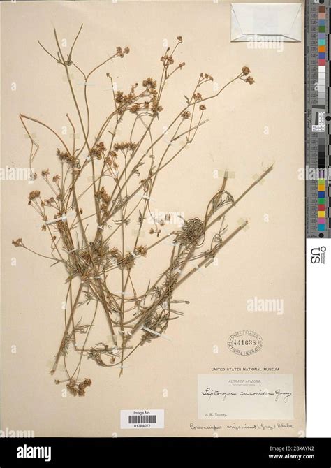 Coreocarpus Arizonicus A Gray Sf Blake Coreocarpus Arizonicus A Gray Sf