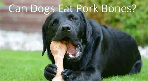 Can Dogs Eat Pork Bones Safely Zuguide