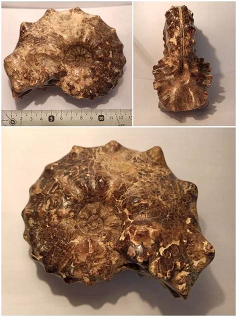 Take A Look At These Fascinating Fossils PICS Izismile