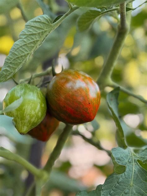 Aas Garden Winners Aas Winner Purple Zebra Tomato Colors Says Aas Judge Sam Schmitz Are