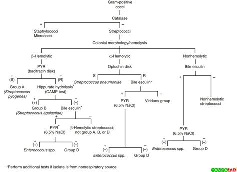 Flow Chart Of Gram Positive Cocci Gram Negative Cocci Flow Chart