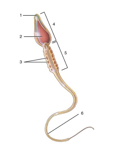 Sperm Diagram Quizlet