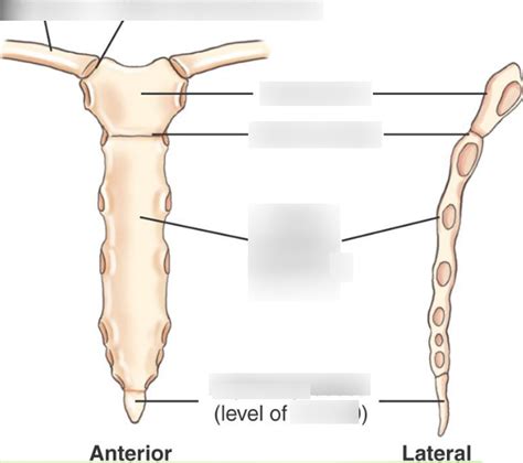 Sternum In Biology Manubrium Xiphoid Process More Flashcards Quizlet