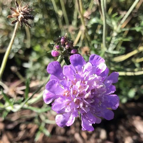 Scabiosa Flutter Deep Blue Plants Flowers Garden